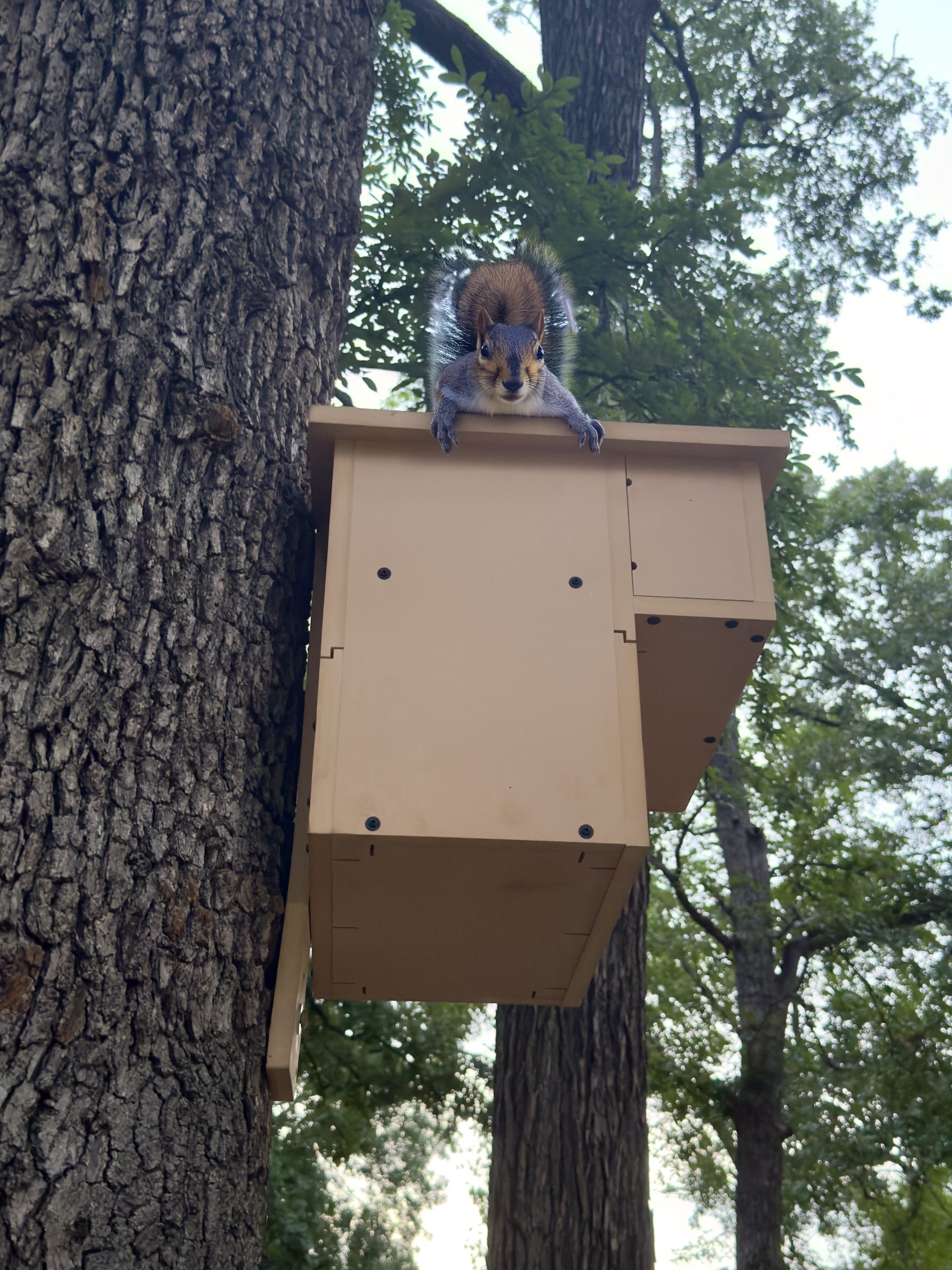 Watchtower Drey Squirrel Box - Squirrel Boxes